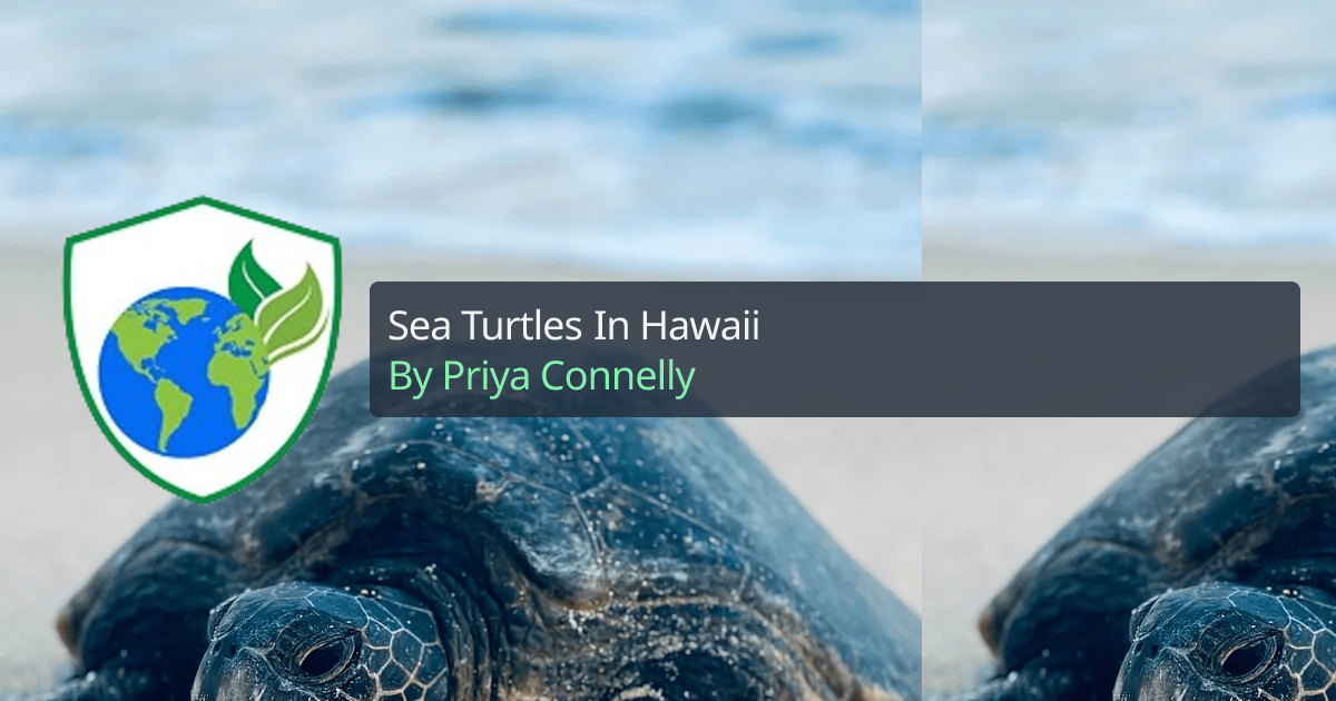 Sea Turtles In Hawaii | TEDI Blog - The Environmental Defense Initiative