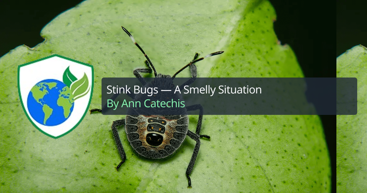 Stink Bugs — A Smelly Situation | TEDI Blog - The Environmental Defense ...